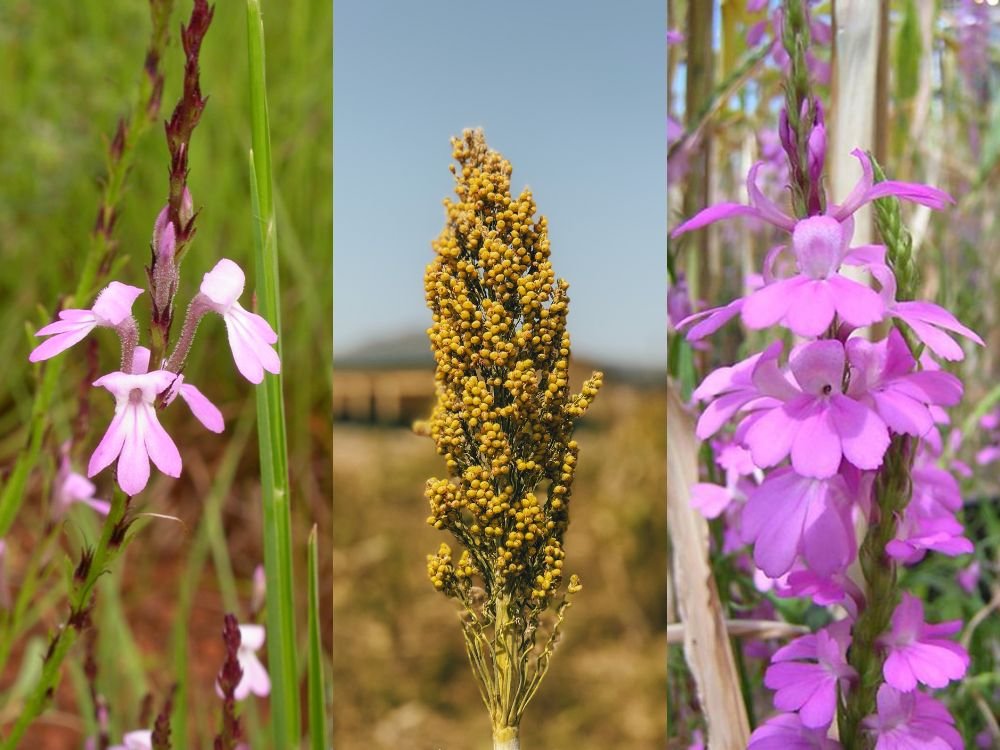 Fighting Striga With Improved Seeds in Nigeria | FSSS Nigeria